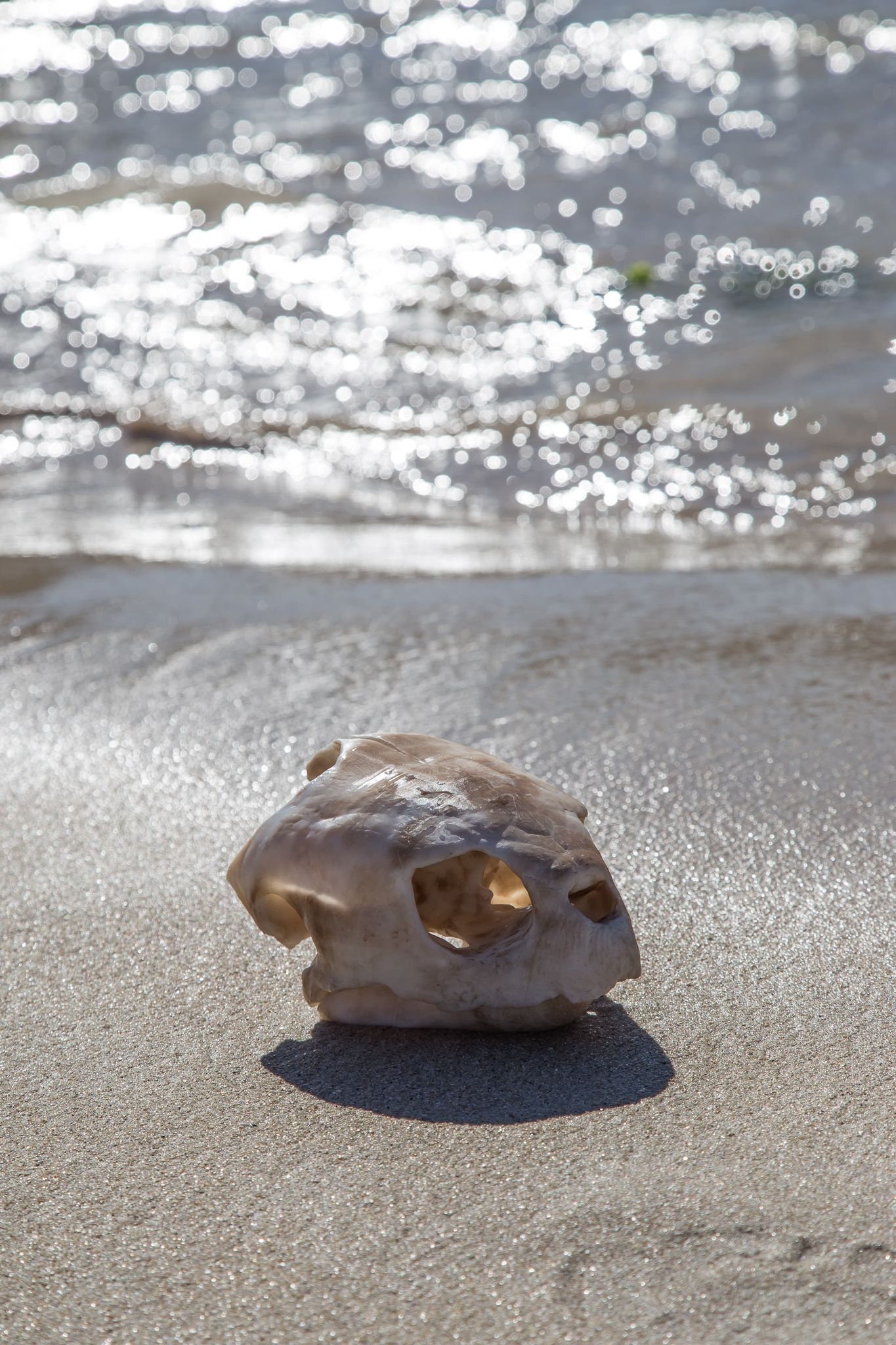 Turtle Skull Loggerhead Sea Turtle replica High Quality - Etsy UK