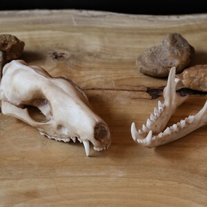 Quoll - Tiger Quoll - Life Sized Skull-replica - High Quality Piece ...