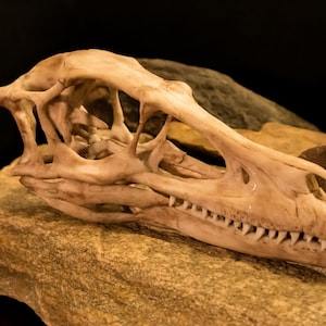 Velociraptor Life Sized Dinosaur Skull-replica Resin Printed High ...