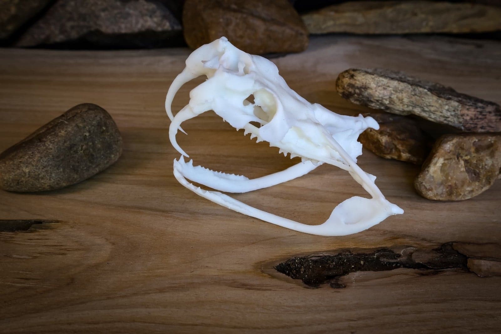 Gaboon Viper Skull Replica – Life-sized Snake Skull - Etsy Australia