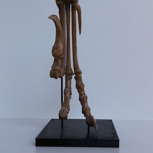 Velociraptor Foot and Stand - Life Sized Replica Including Display Base ...
