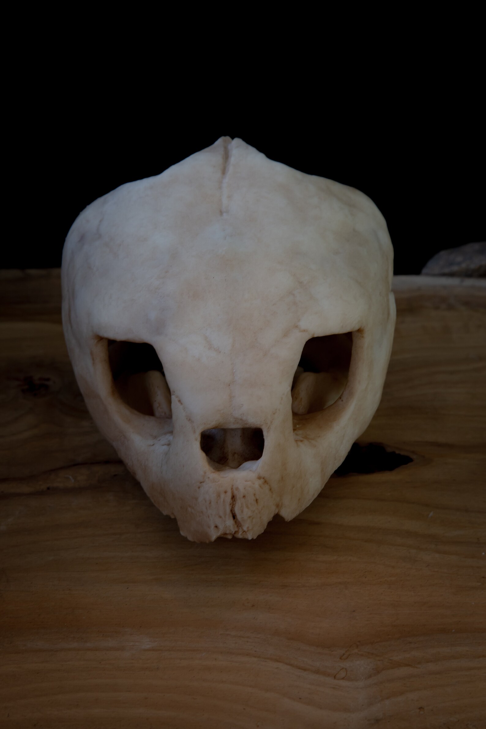 Turtle Skull Loggerhead Sea Turtle replica High Quality Piece FREE ...