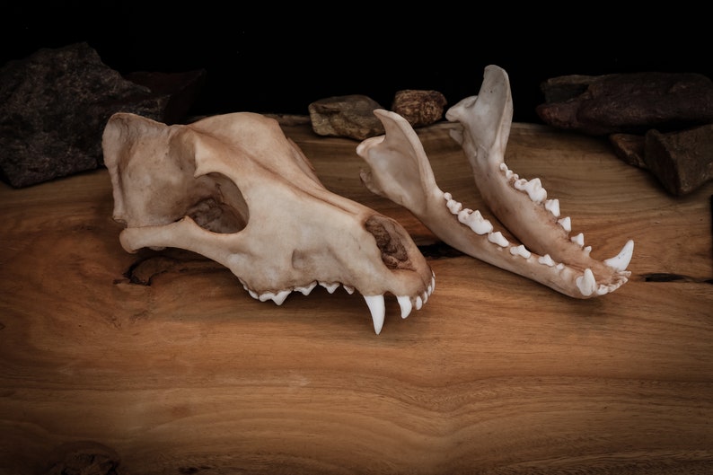 Australian Dingo Skull Replica - Life-size Canine Skull - Etsy
