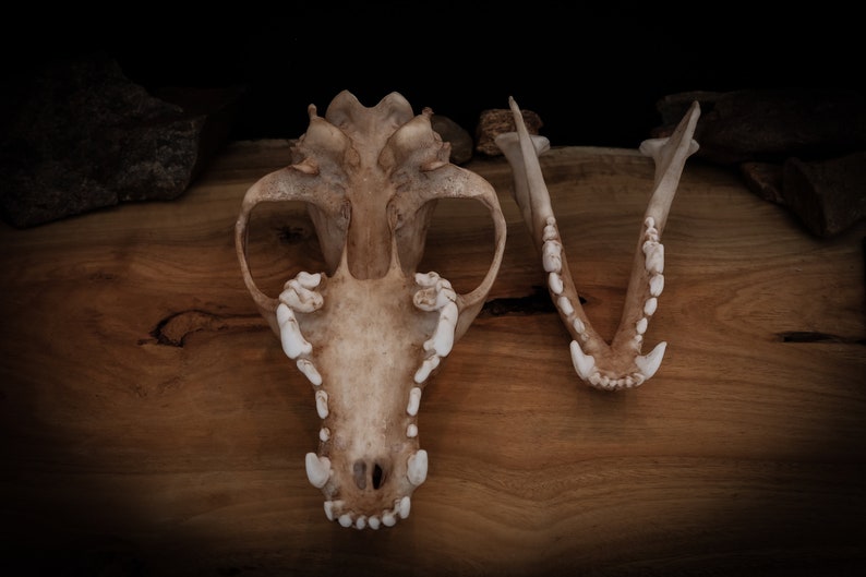 Australian Dingo Skull Replica - Life-size Canine Skull - Etsy
