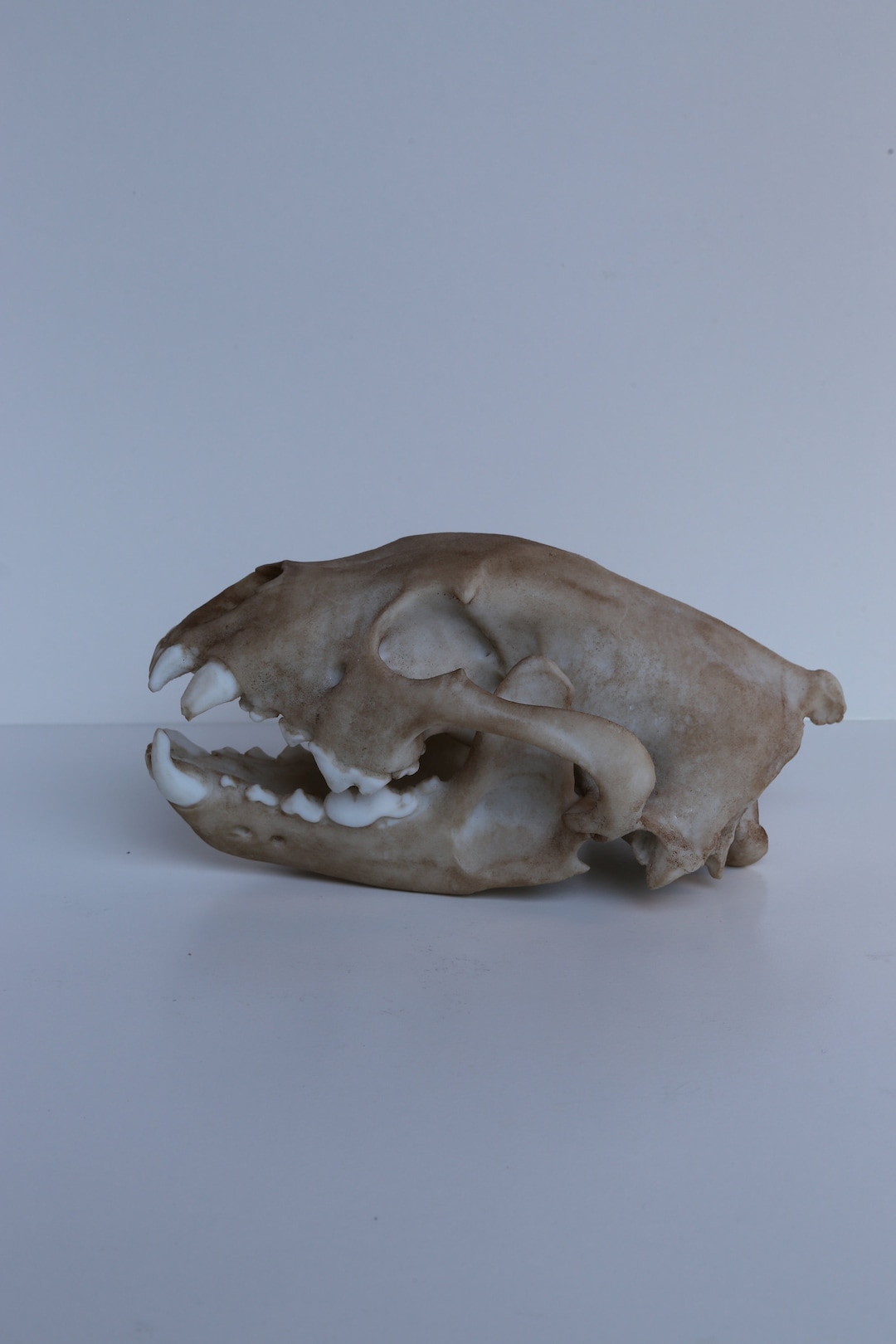 Wolverine Skull - Life Sized Replica - High Quality Piece. FREE ...