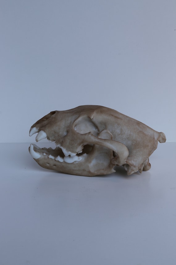 Wolverine Skull Life Sized Replica Resin Printed High - Etsy