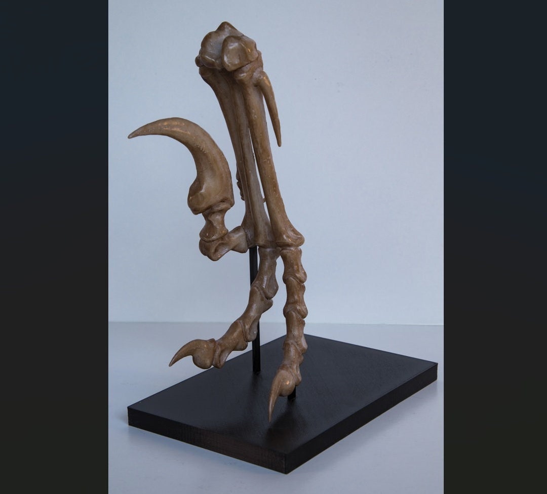 Velociraptor Foot and Stand - Life Sized Replica Including Display Base ...
