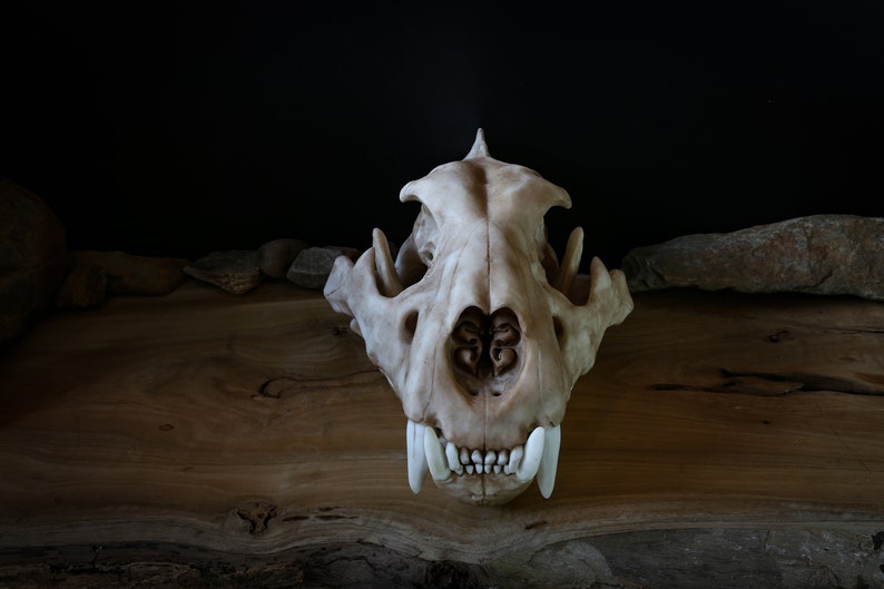 Lion Skull Replica - Life-size Adult Model, Removable Jaw - FREE World ...