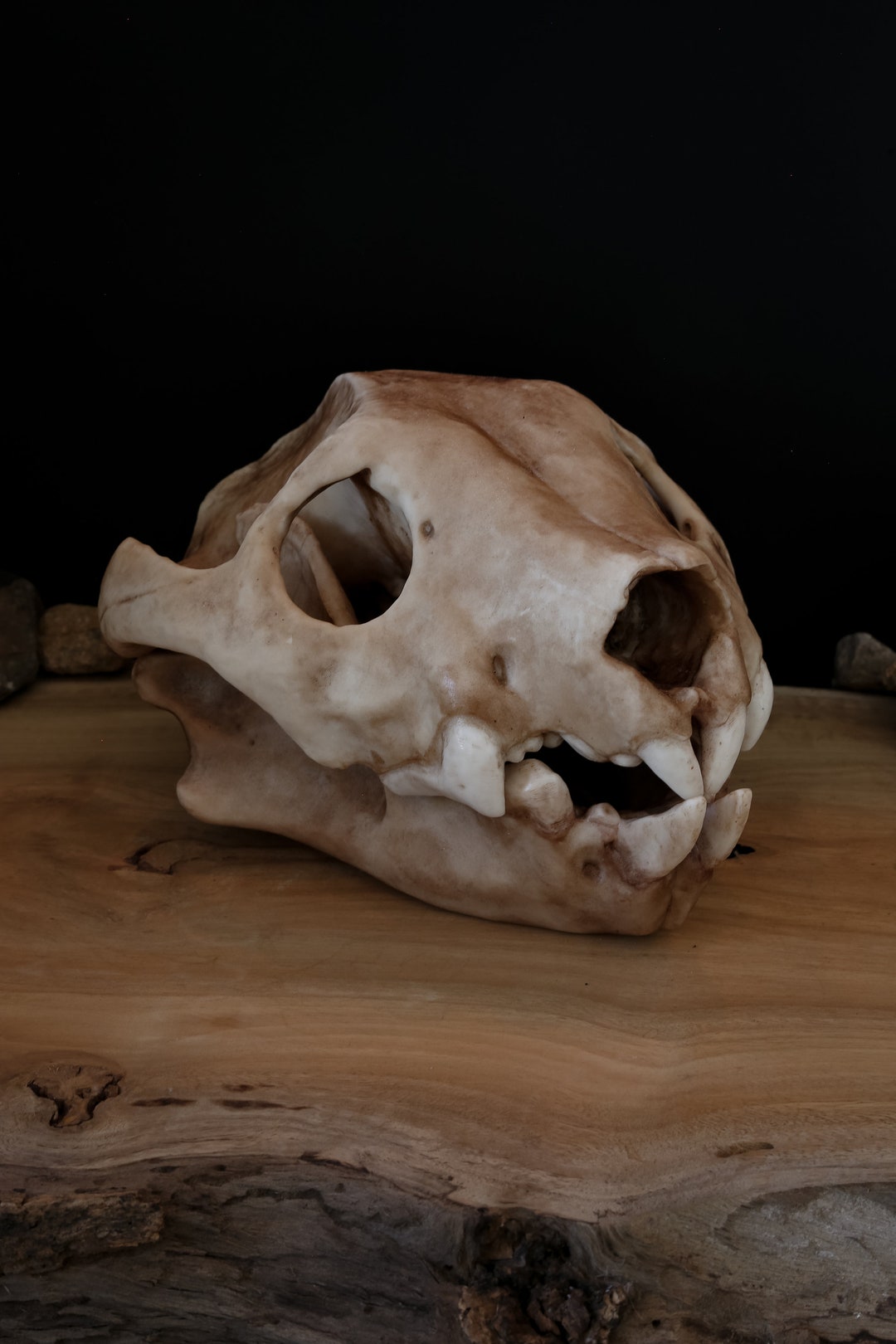 Australian Lion (thylacoleo) Full Sized Large Skull-replica - High ...