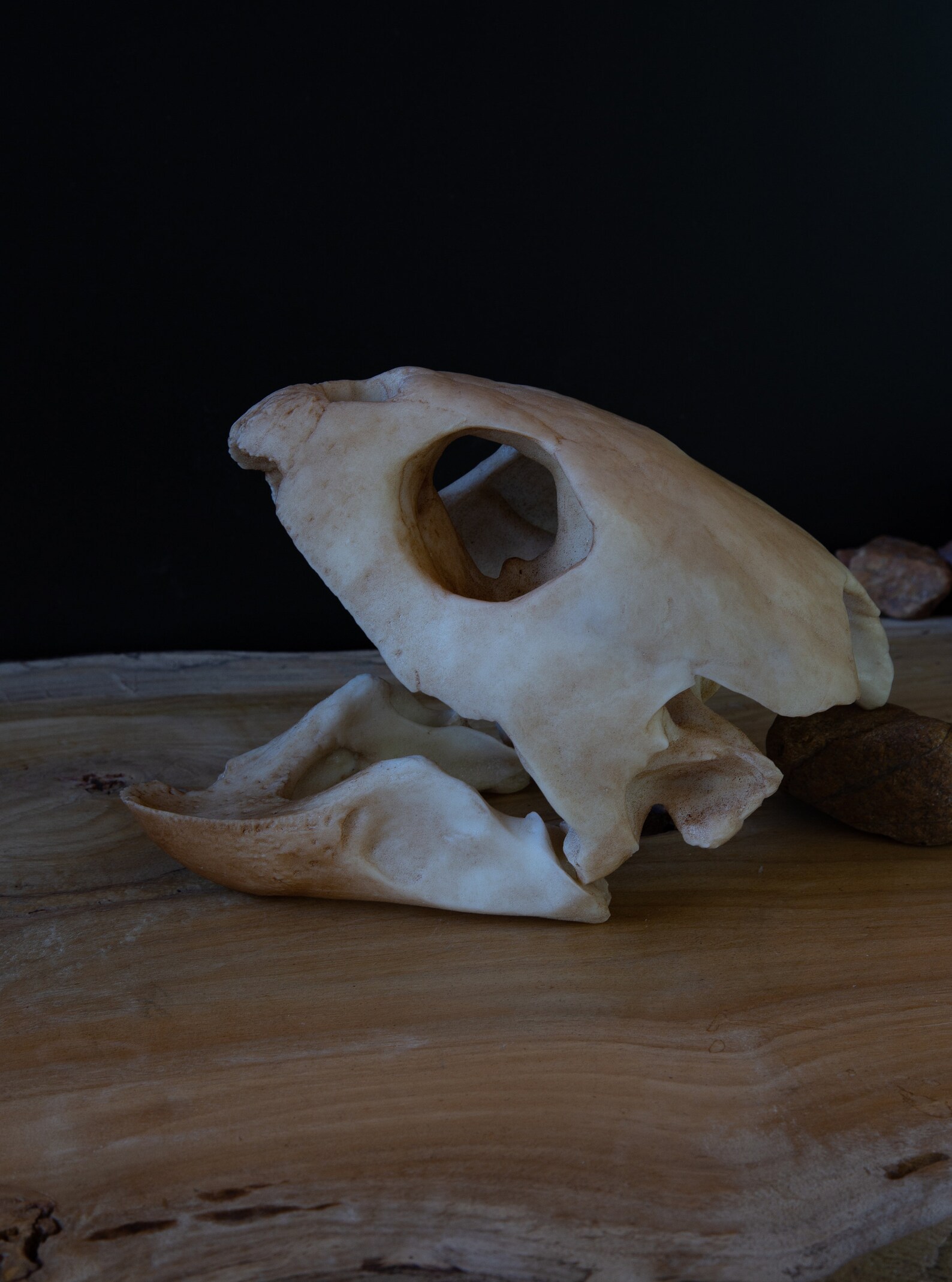 Turtle Skull - Loggerhead Sea Turtle -replica - High Quality Piece ...