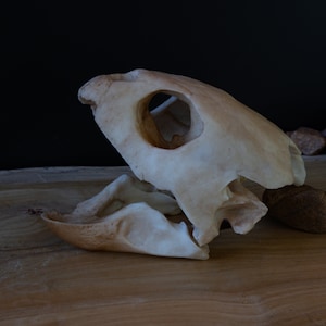Turtle Skull - Loggerhead Sea Turtle -replica - High Quality Piece ...