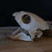 Turtle Skull - Loggerhead Sea Turtle -replica - High Quality Piece ...