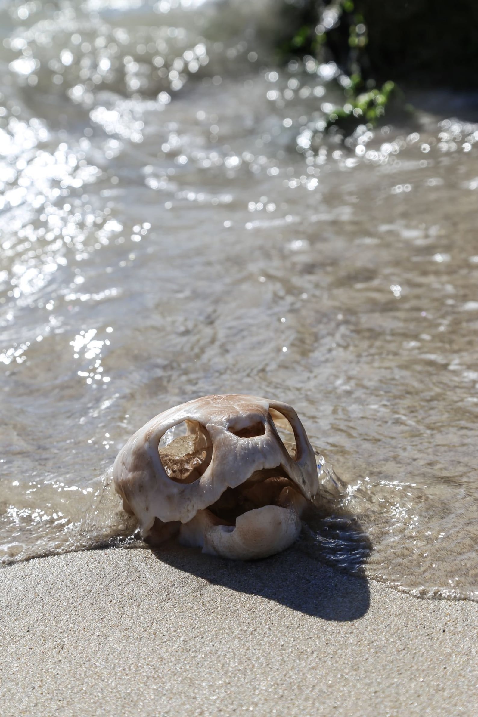 Turtle Skull Loggerhead Sea Turtle replica High Quality Piece FREE ...