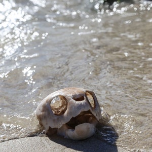 Turtle Skull - Loggerhead Sea Turtle -replica - High Quality Piece ...