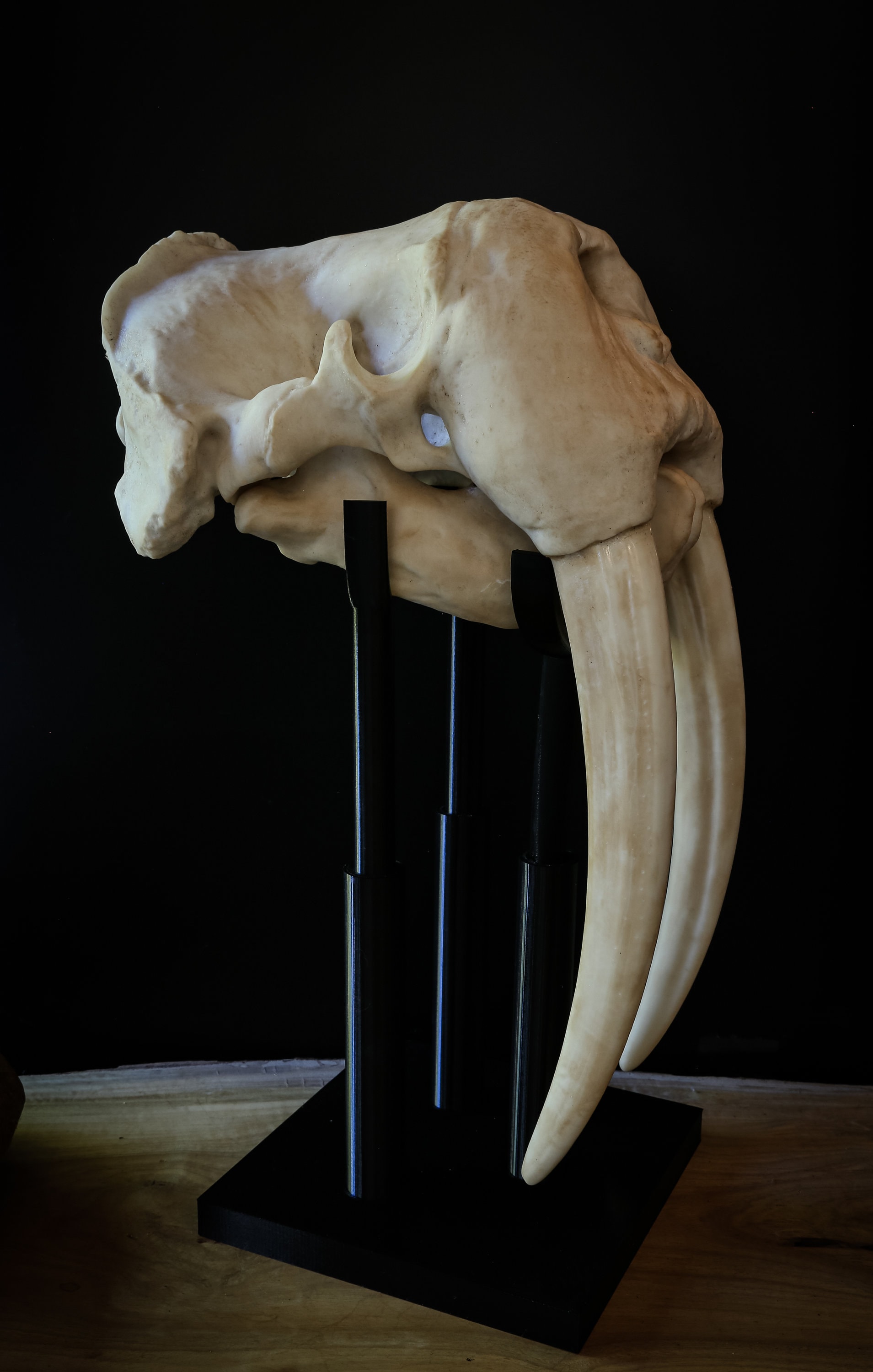 Large Walrus Skull Replica – Realistic Tusk Detail, Display Base ...
