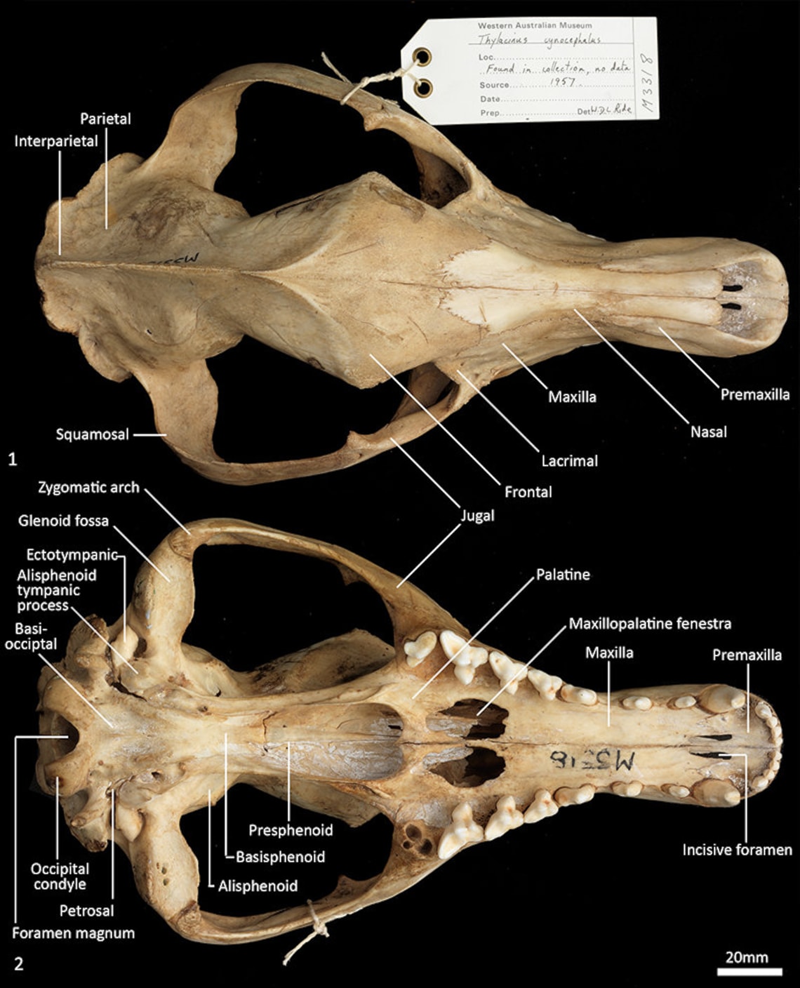 Tasmanian Tiger thylacine Skull-replica Resin Printed High - Etsy