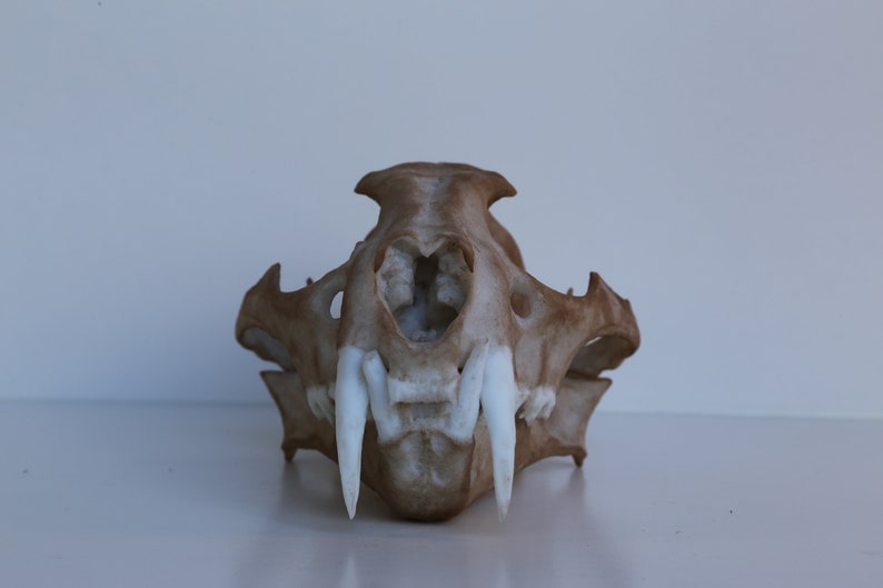 Clouded Leopard Skull Life Sized Skull Replica Resin - Etsy