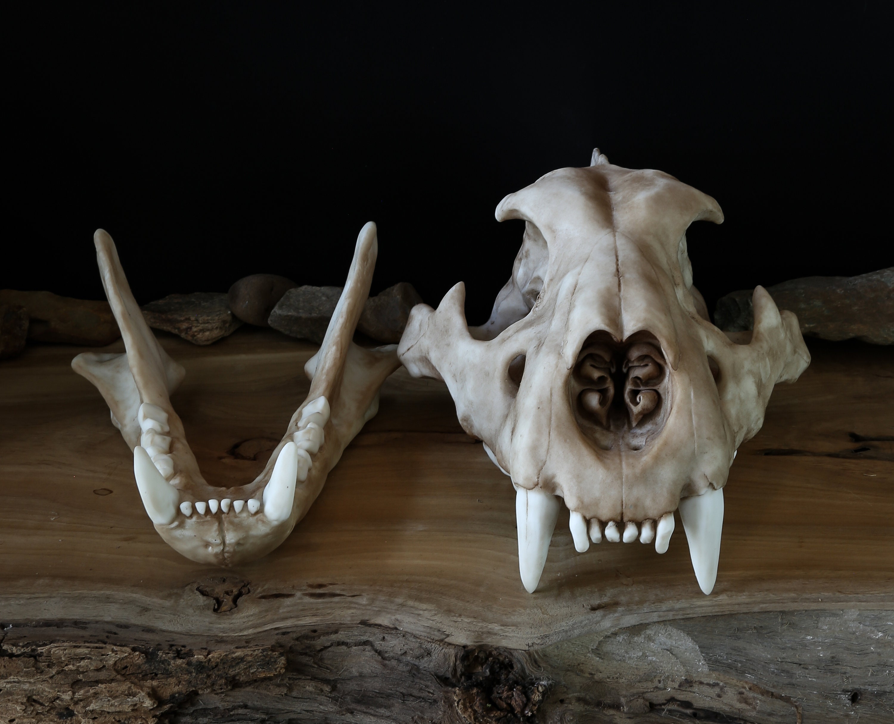 Lion Skull - Large Adult - High Quality Piece - FREE World Wide ...