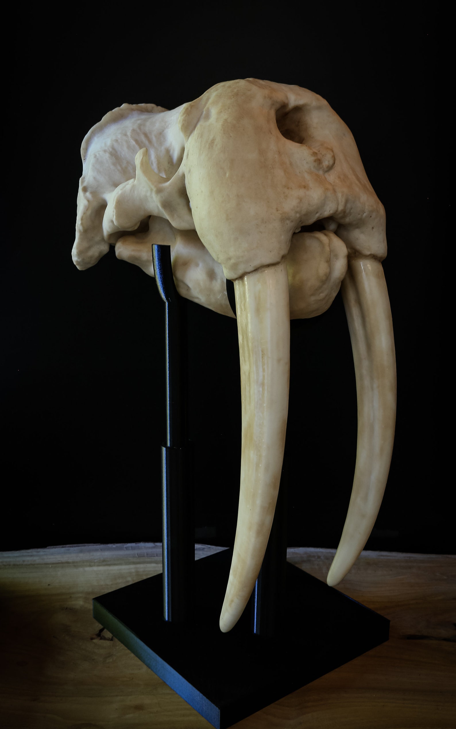 Large Walrus Skull Replica – Realistic Tusk Detail, Display Base ...