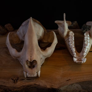 Giant Panda Skull - Adolescent - Large High Quality Replica - FREE ...