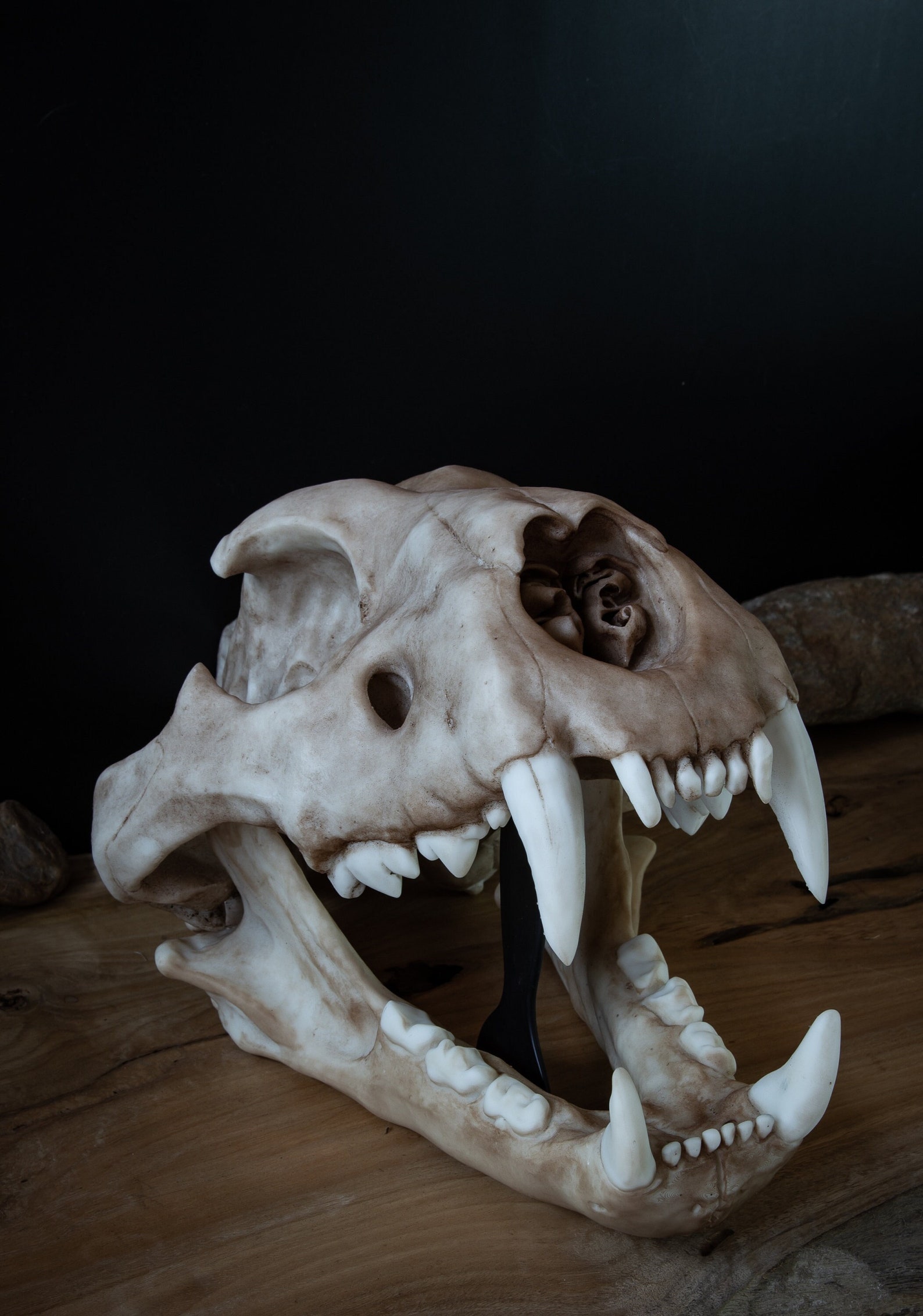 Lion Skull Replica - Life-size Adult Model, Removable Jaw - FREE World ...