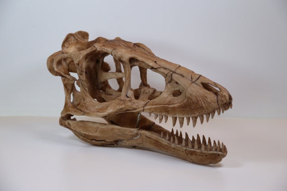 Tyrannosaurus Rex Dinosaur Skull-replica Resin Printed High - Etsy