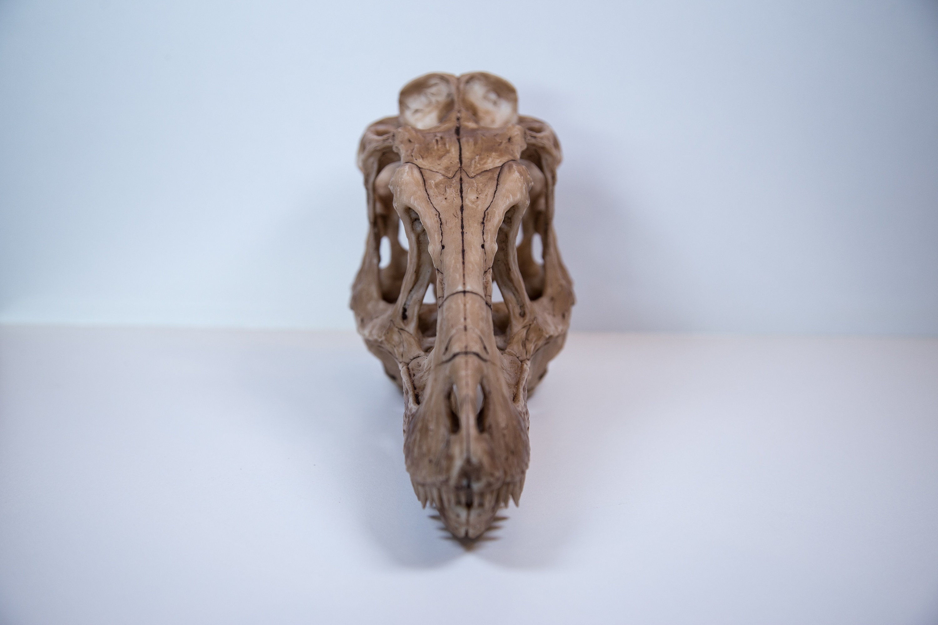 Tyrannosaurus Rex Skull Replica – Museum Quality Dinosaur Fossil - FREE ...
