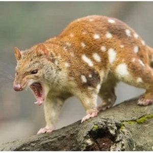 Tiger Quoll Skull Replica - Life Sized, High Quality - Etsy