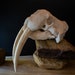 Walrus Skull-large Full Sized Replica Resin Printed High - Etsy