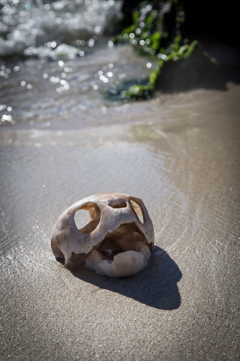 Turtle Skull Loggerhead Sea Turtle replica High Quality - Etsy