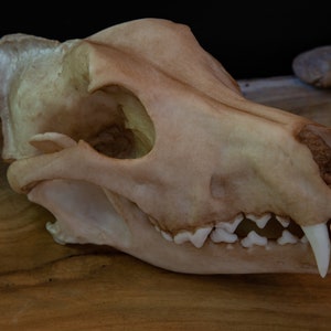 Dingo Skull - Australian -replica - High Quality Piece - FREE Delivery ...
