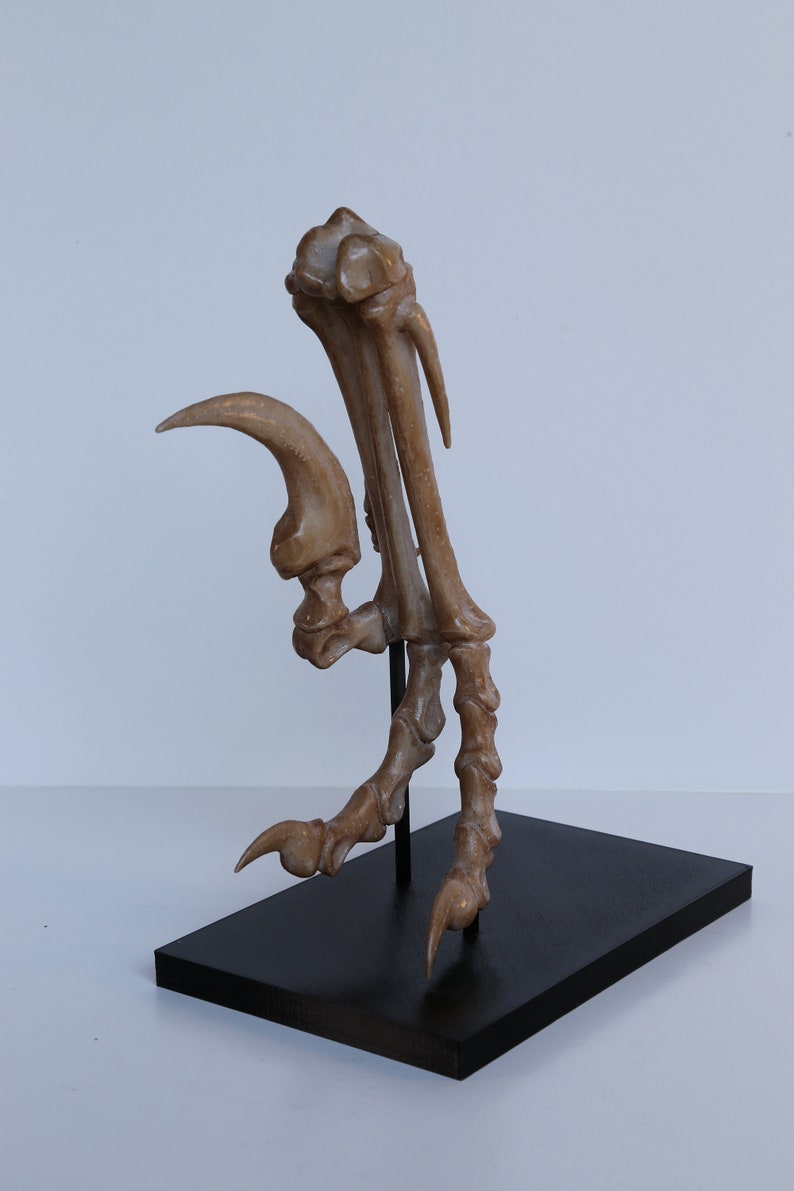 Velociraptor Foot and Stand - Life Sized Replica Including Display Base ...