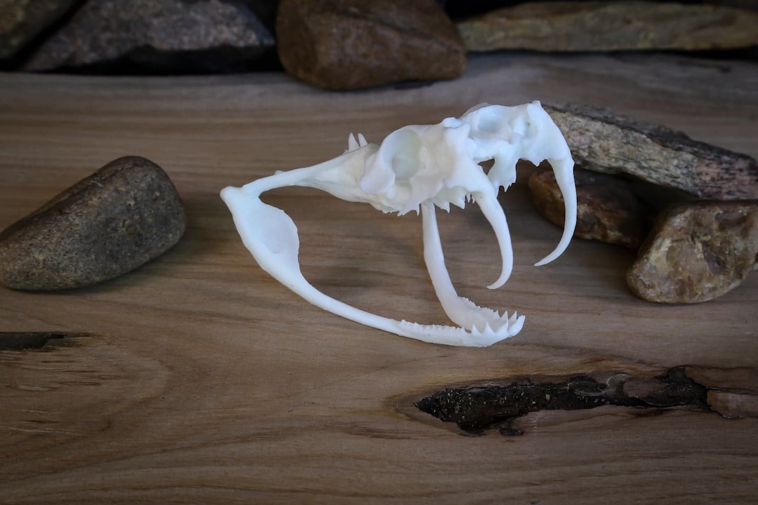 Gaboon Viper Skull - Replica - High Quality Piece - FREE Delivery World ...