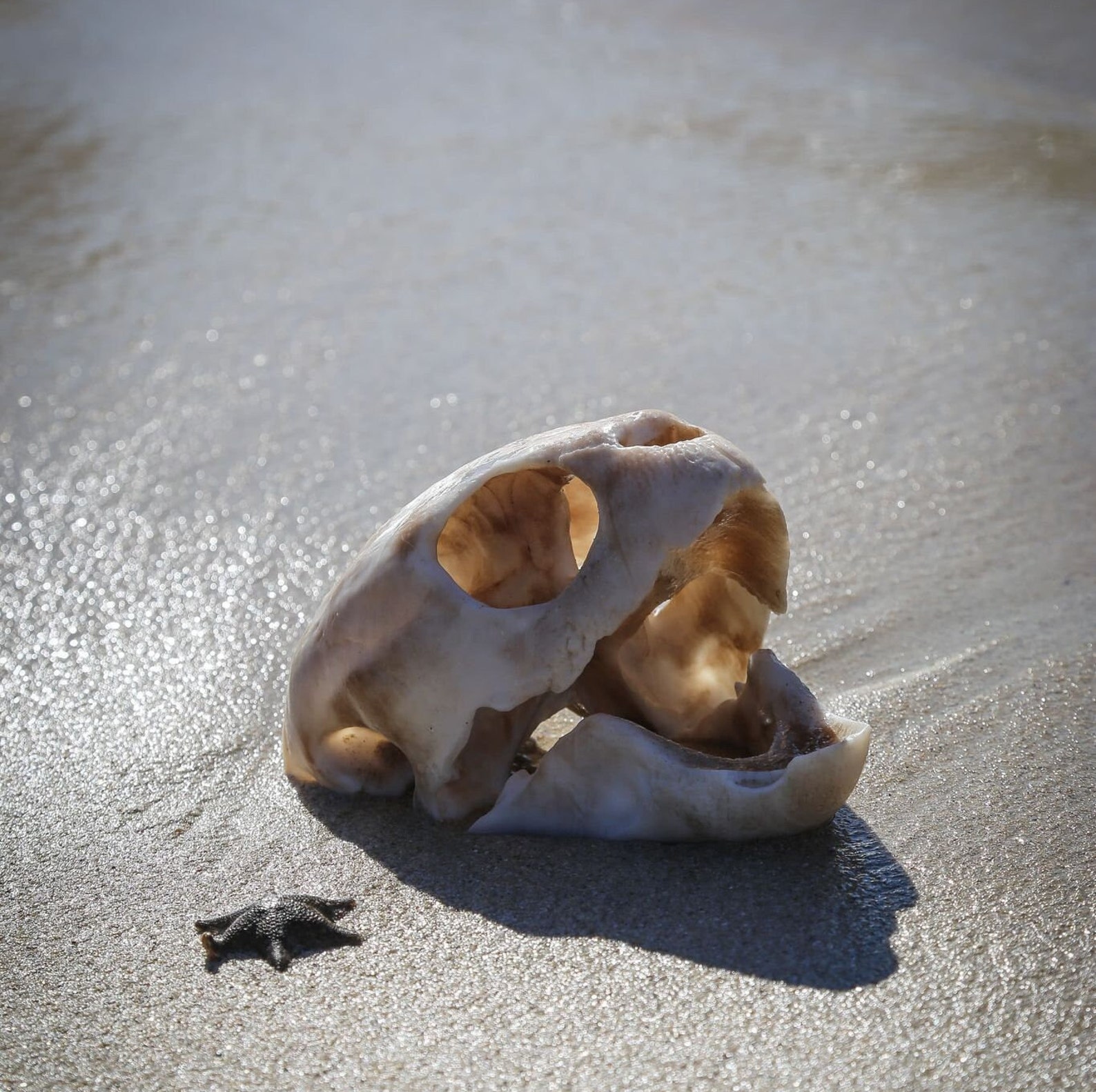 Turtle Skull Loggerhead Sea Turtle replica High Quality Piece FREE ...