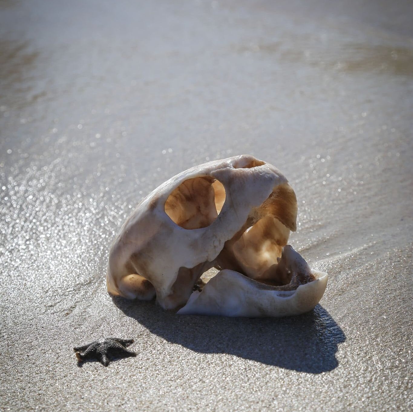 Turtle Skull Loggerhead Sea Turtle replica High Quality - Etsy