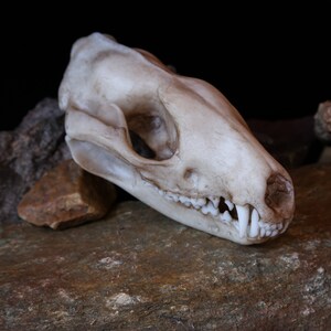 Quoll - Tiger Quoll - Life Sized Skull-replica - High Quality Piece ...