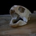 Turtle Skull - Loggerhead Sea Turtle -replica - High Quality Piece ...