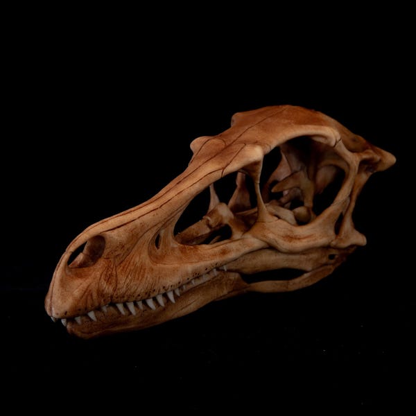 Raptor Skull - Etsy UK