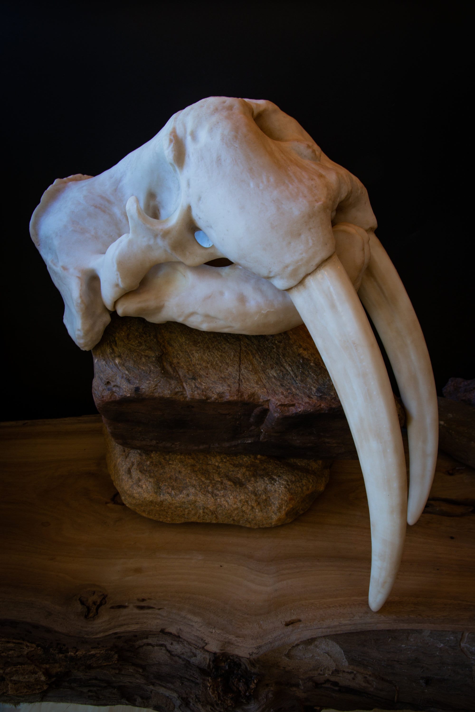 Large Walrus Skull Replica – Realistic Tusk Detail, Display Base ...