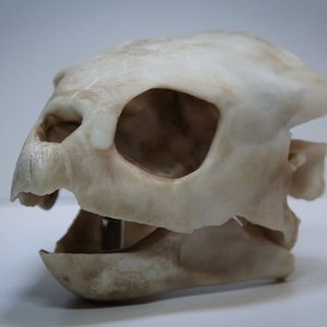 Turtle Skull Loggerhead Sea Turtle replica High Quality - Etsy