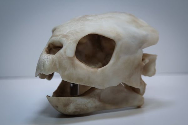 Turtle Skull Loggerhead Sea Turtle replica High Quality - Etsy