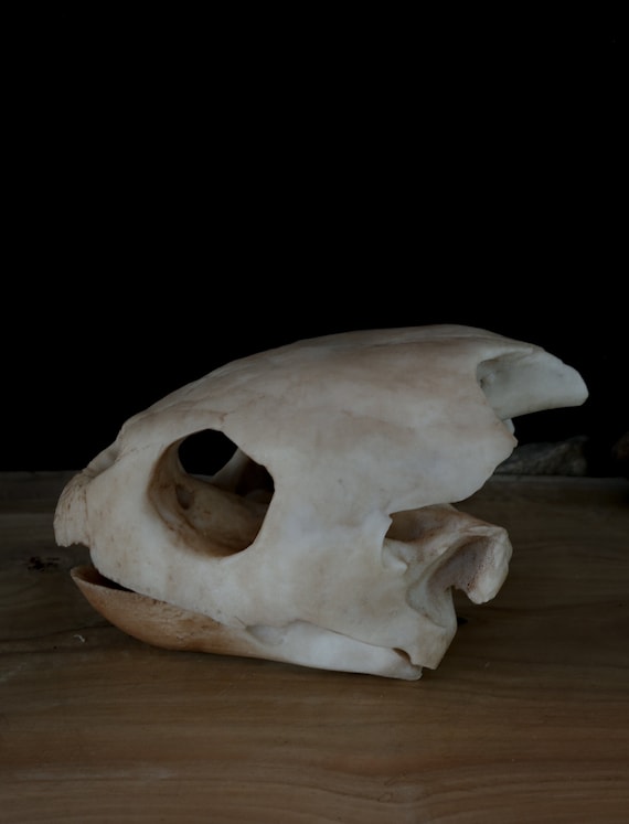 Sea Turtle Skull