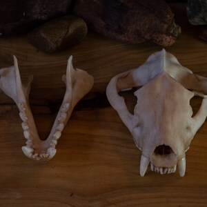 Tasmanian Devil Life Sized Skull - Replica - High Quality - FREE ...