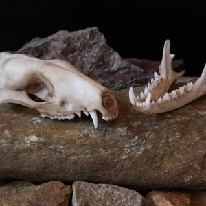 Quoll - Tiger Quoll - Life Sized Skull-replica - High Quality Piece ...