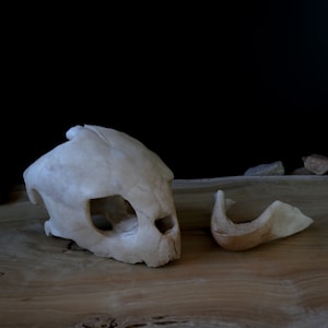 Turtle Skull - Loggerhead Sea Turtle -replica - High Quality Piece ...