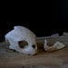 Turtle Skull - Loggerhead Sea Turtle -replica - High Quality Piece ...