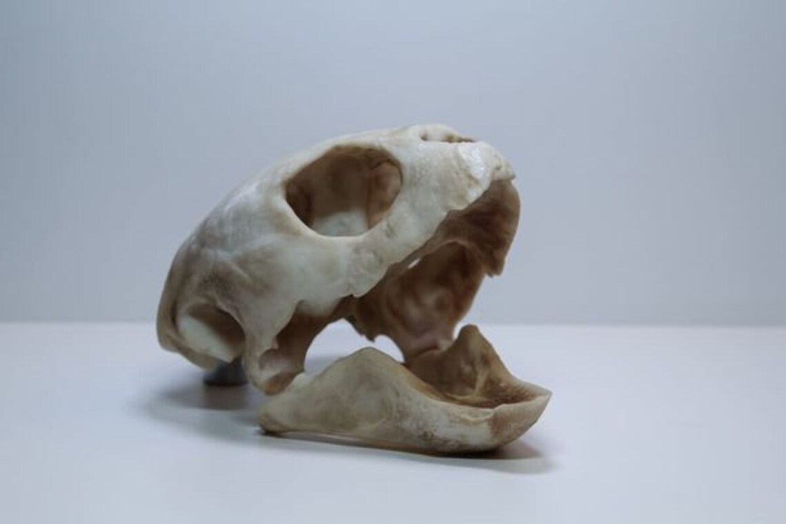 Turtle Skull Loggerhead Sea Turtle replica High Quality - Etsy