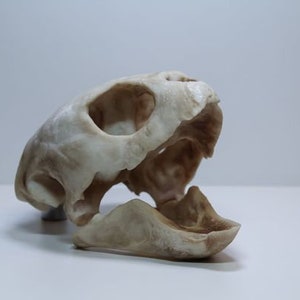 Turtle Skull Loggerhead Sea Turtle replica High Quality - Etsy