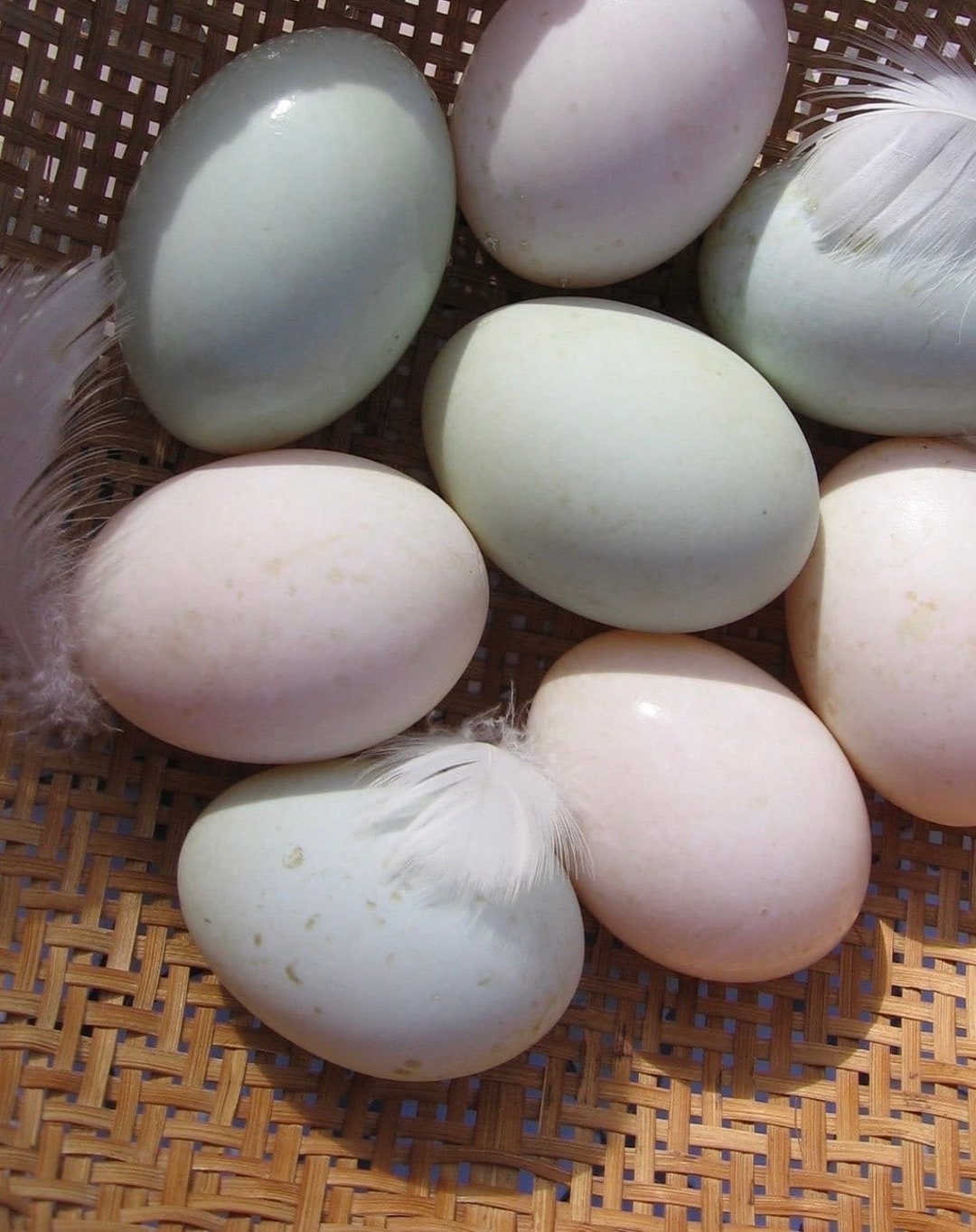 Indian Runner Duck Eggs L Crested Runner Ducks | Pasture, Forest and ...