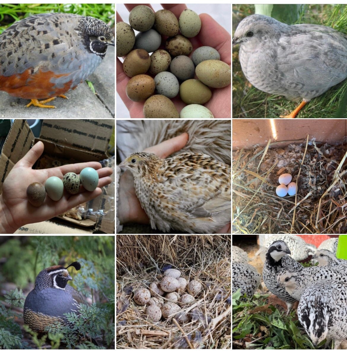 Button Quail Eggs